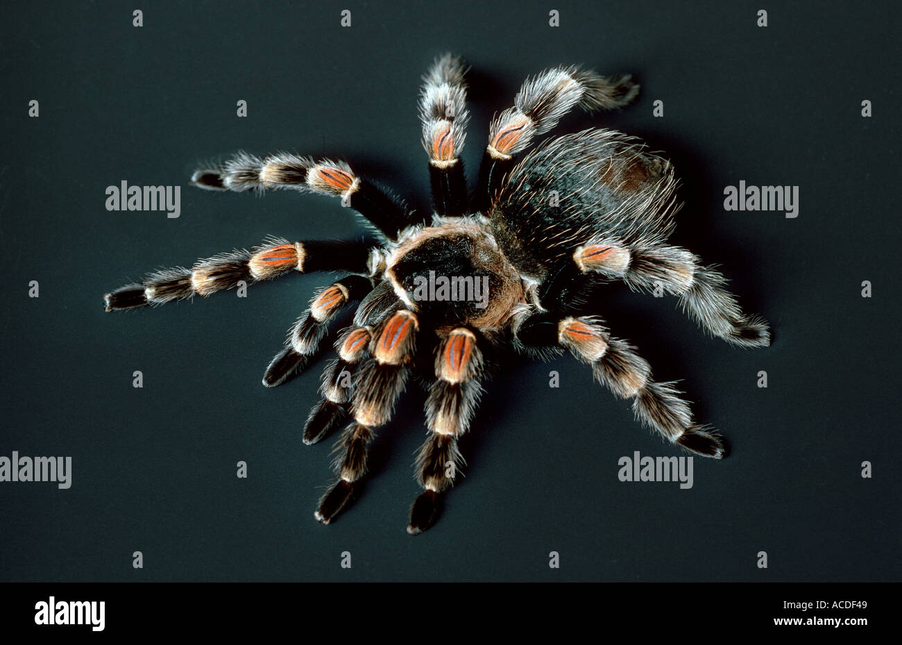 Mexican red kneed tarantula web hi-res stock photography and images - Alamy
