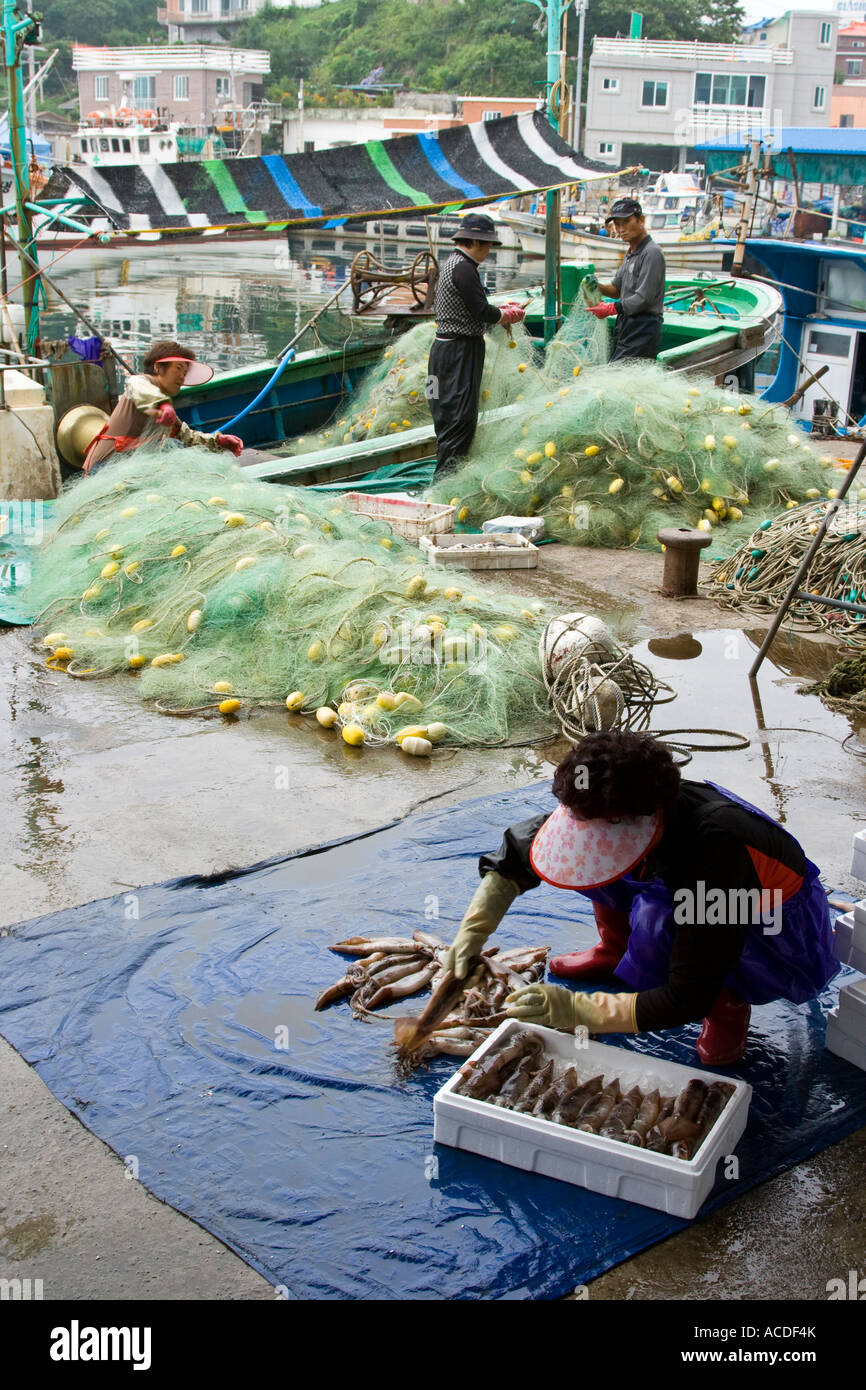 Korean Woman Packing Squid on Piers Cheongjin Fishing Village near ...