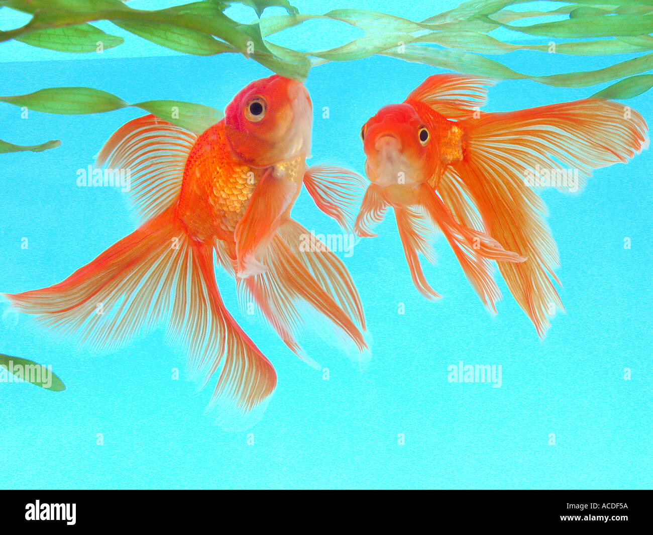 Gold fish plant hi-res stock photography and images - Alamy