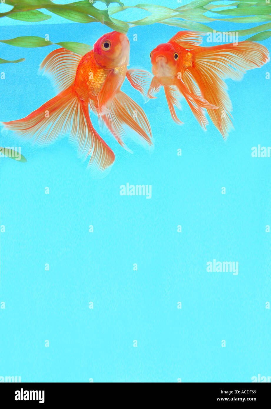 gold fish feeding reflection in the water surface Title page space for ...