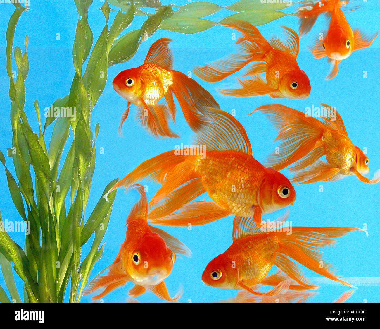 Many gold fish in tank hi-res stock photography and images - Alamy