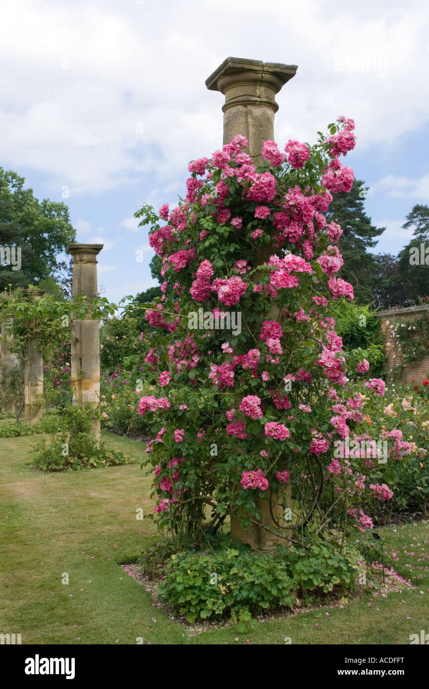 Roses around a column in the gardens at Hever Castle Stock Photo - Alamy
