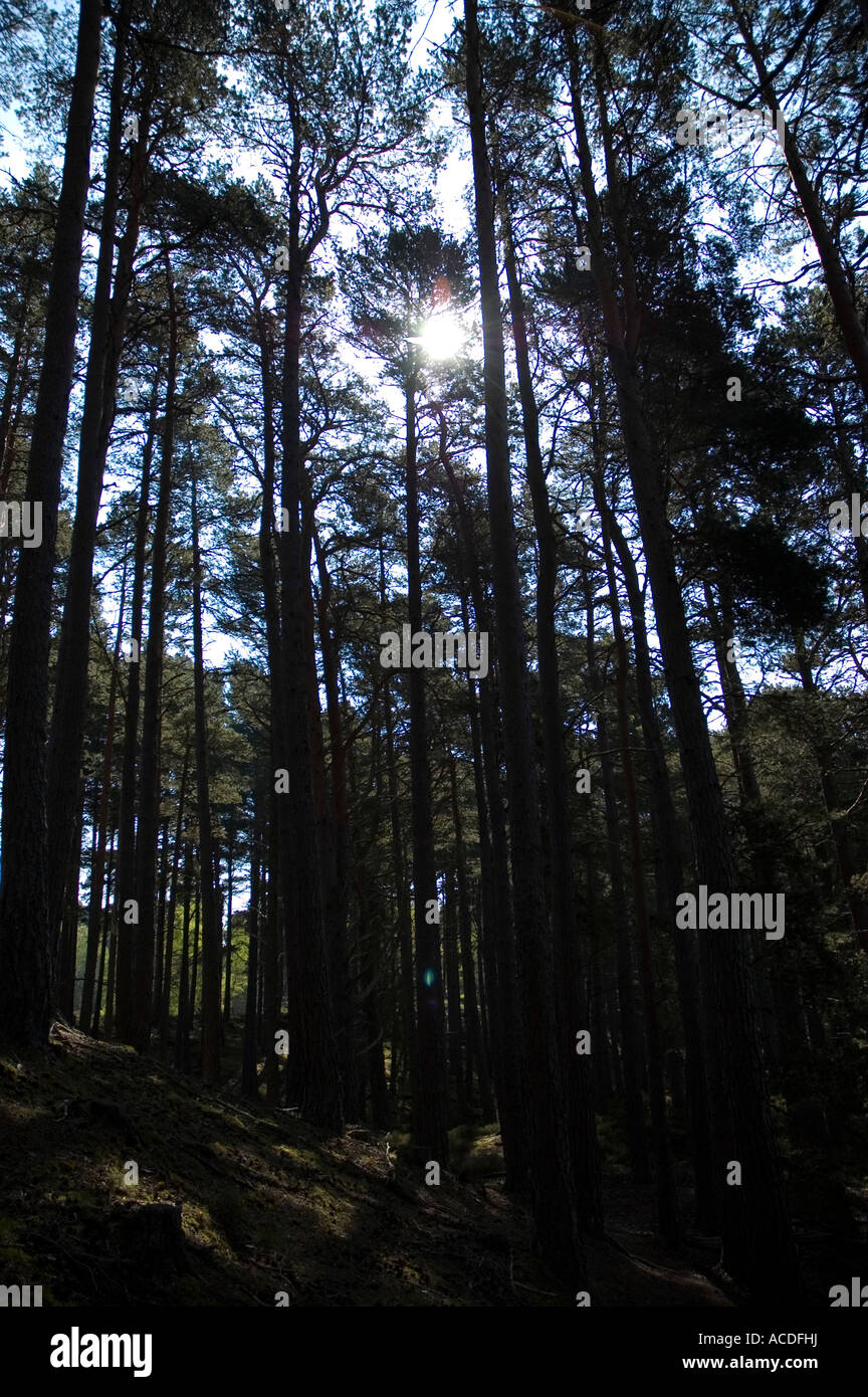 Nature woodland scotland hi-res stock photography and images - Alamy