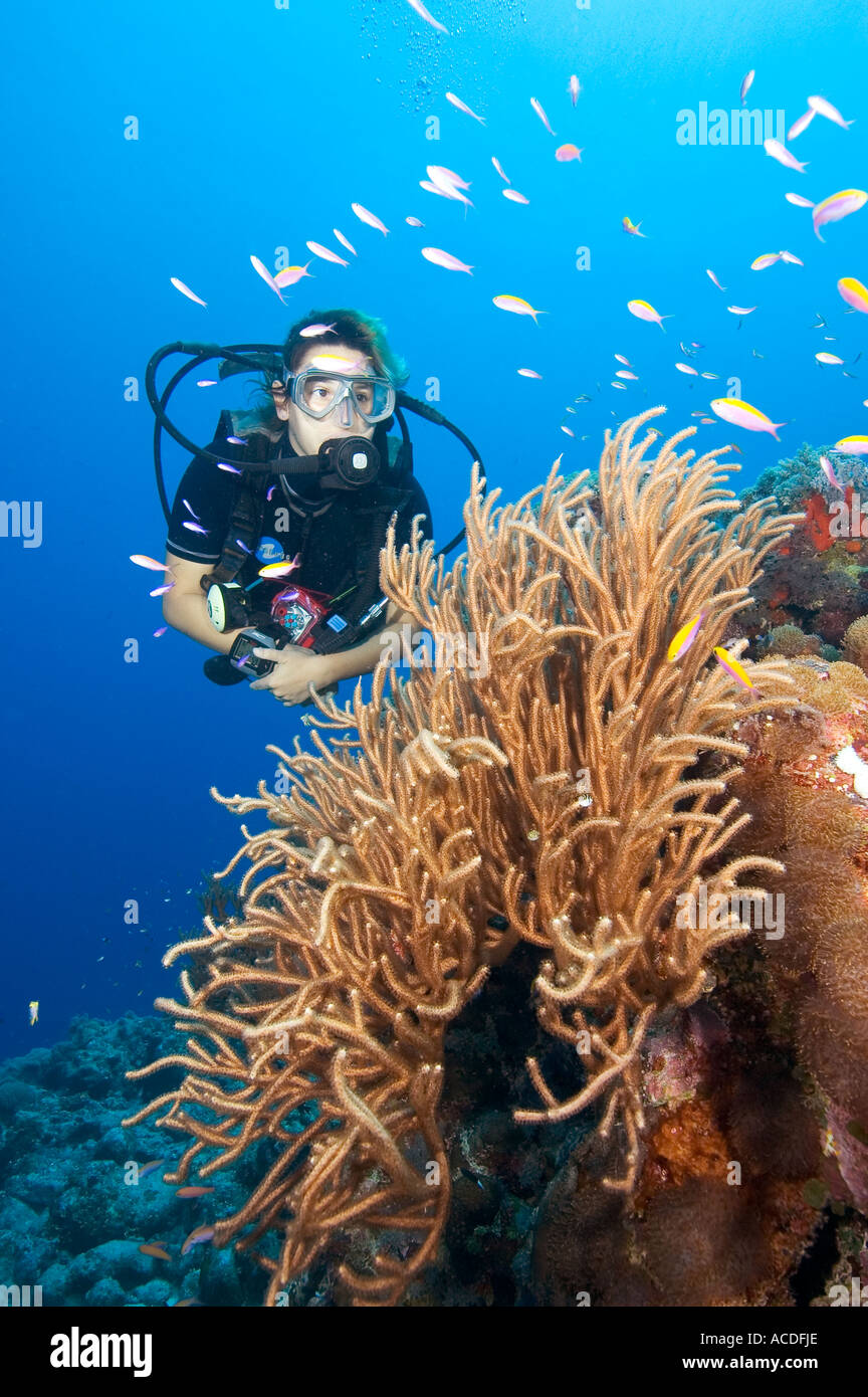 Diver inspecting a Gorgonian Seafan Rumphella sp surrounded by a school ...