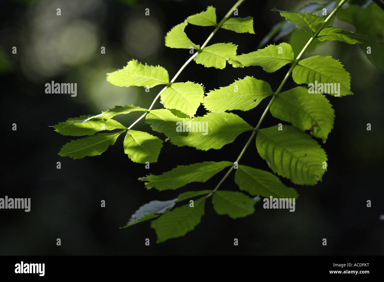 Afternoon sunlight highlights the natural pattern of an Ash tree leaf ...
