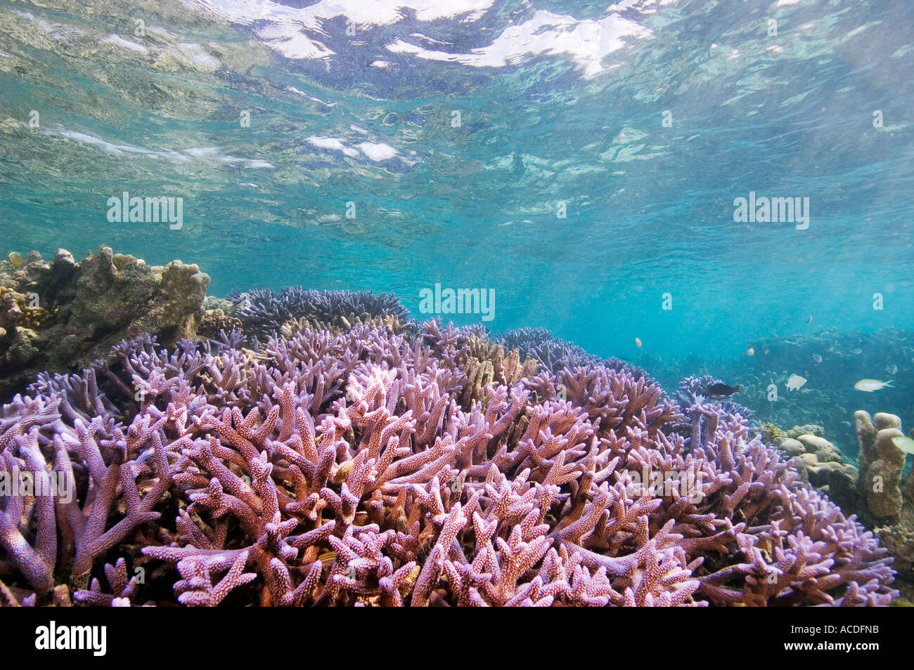 A species of hard coral Porites sp that appears blue to the natural eye ...