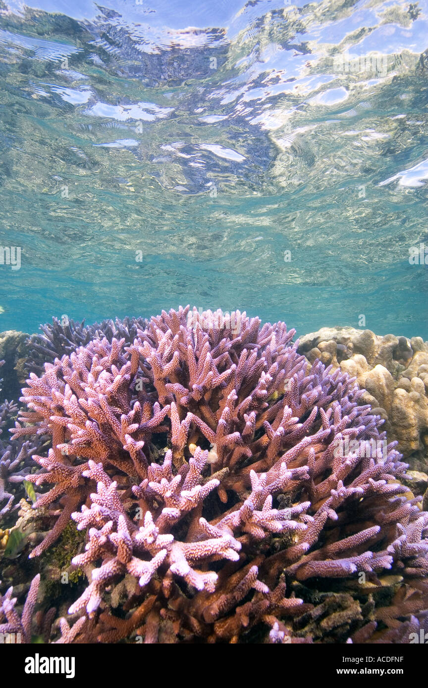 A species of hard coral Porites sp that appears blue to the natural eye ...