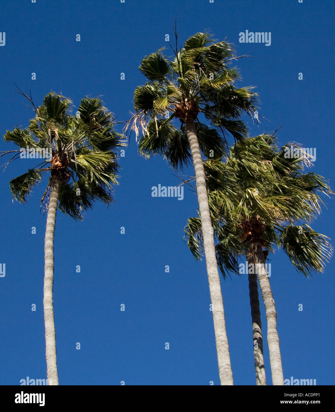Green tropical palm trees hi-res stock photography and images - Alamy