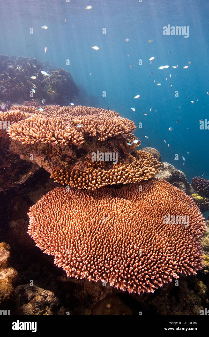 Table Coral Acropora sp and Chromis or Damselfish Chromis sp in the ...