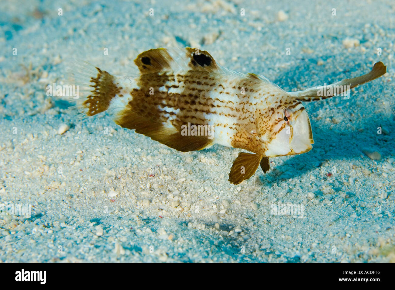 Juvenile Blackbarred Razorfish Iniistius tetrazona Stock Photo - Alamy