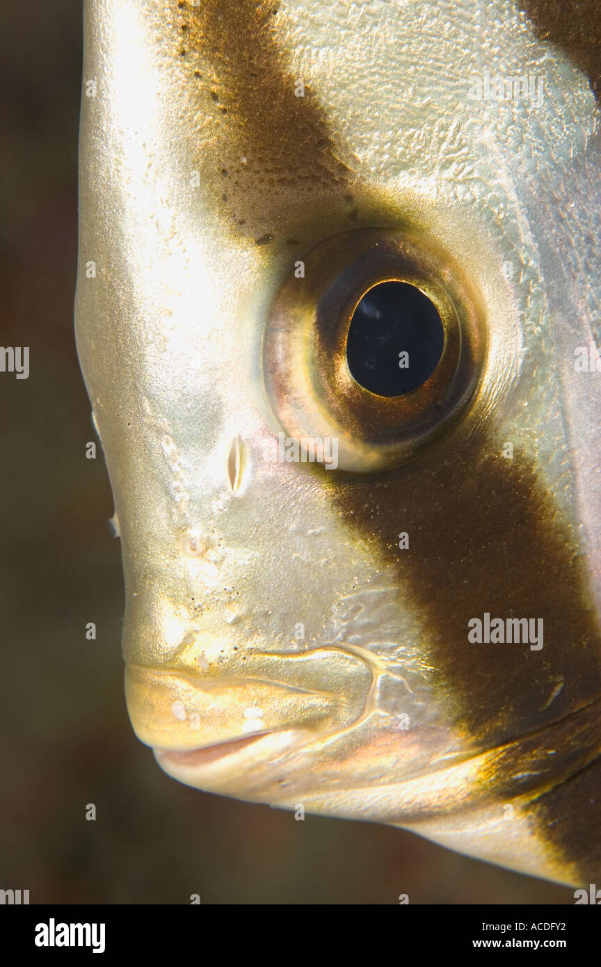 Portrait of a sub adult Circular Spadefish Platax orbicularis Yap ...