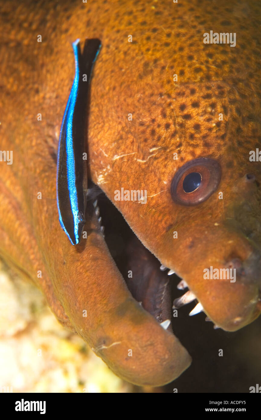 Giant moray moray gymnothorax javanicus and cleaner fish labroides ...