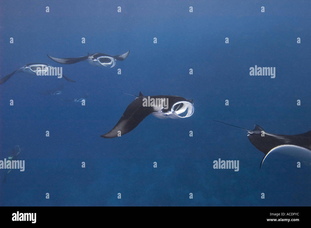 Manta ray feeding feed plankton hi-res stock photography and images - Alamy