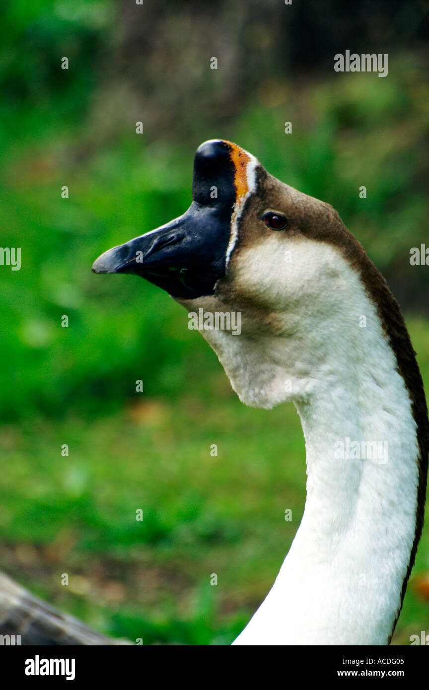 Animals knob goose hi-res stock photography and images - Alamy