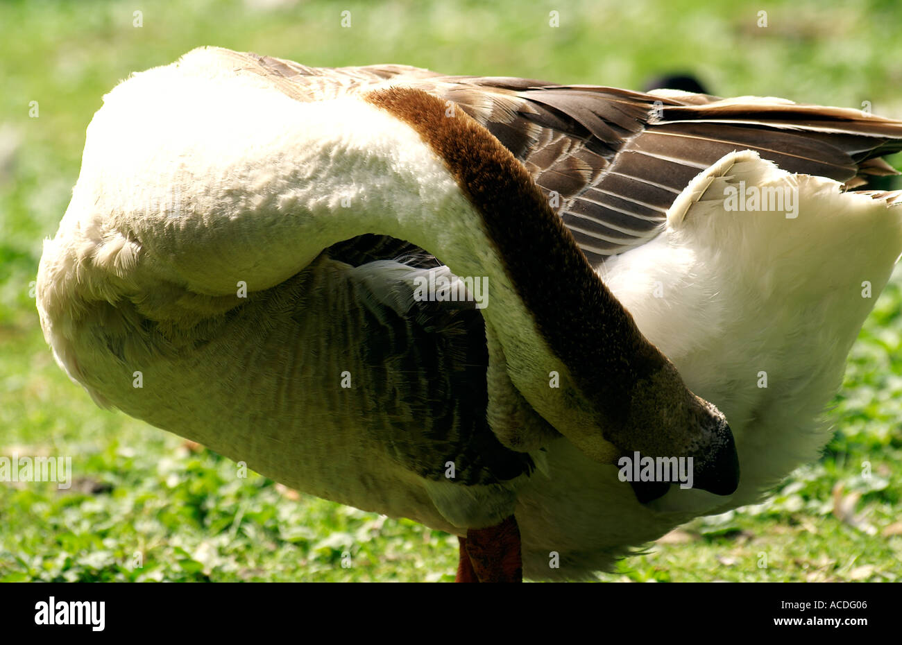 Schnabel detail hi-res stock photography and images - Alamy