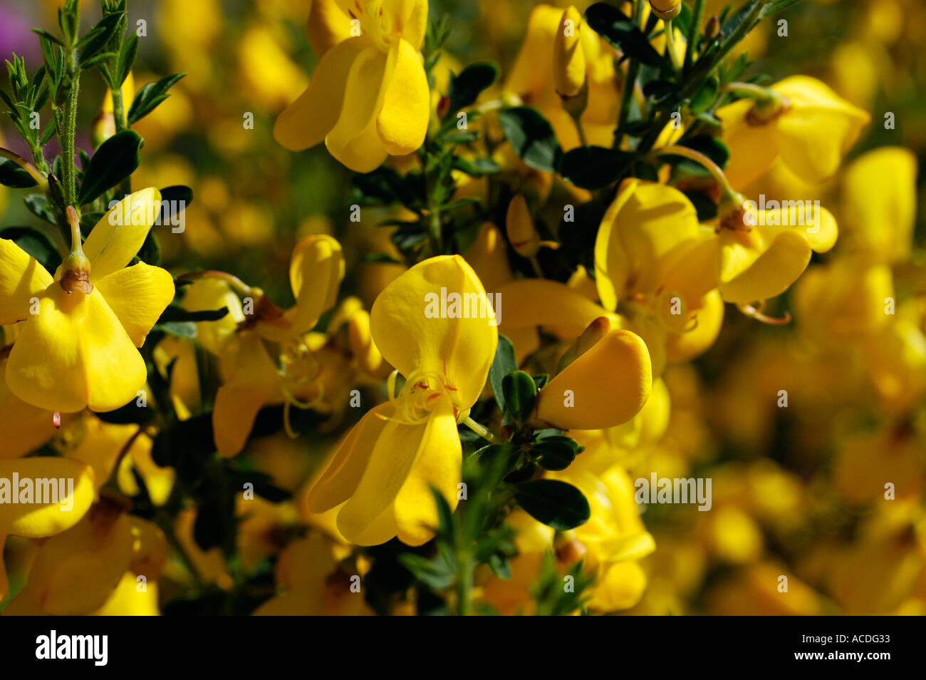 Gorse flowers gorse plant plants flower hi-res stock photography and ...