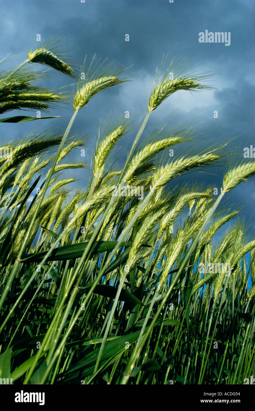 Rye plants hi-res stock photography and images - Alamy