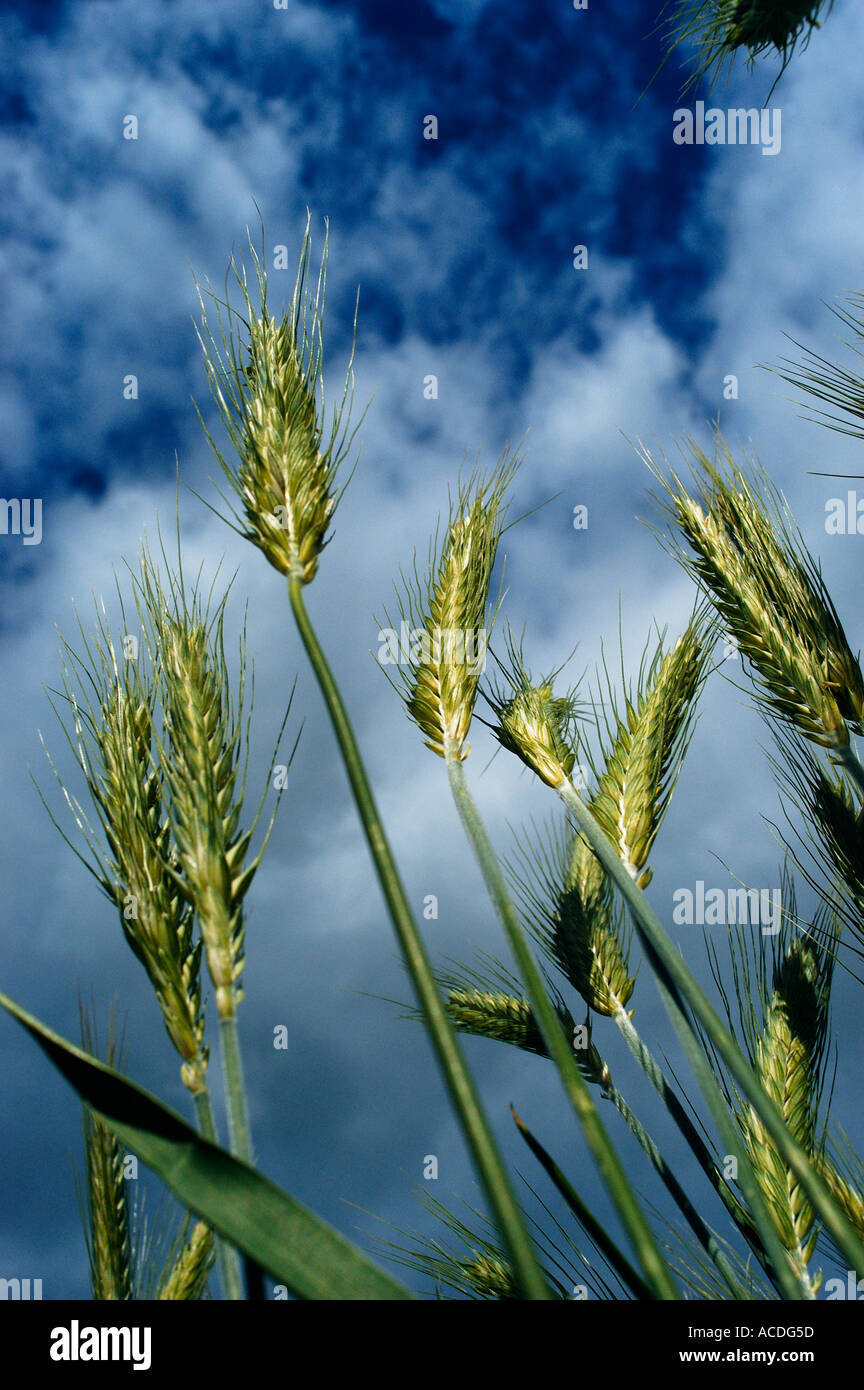 Secale cereale cereal rye hi-res stock photography and images - Alamy