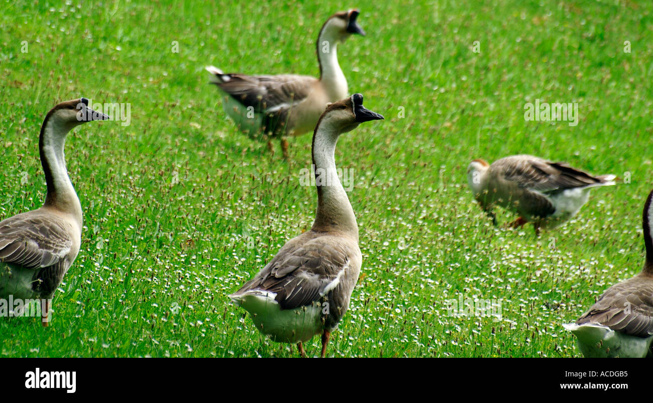 Animals knob goose hi-res stock photography and images - Alamy