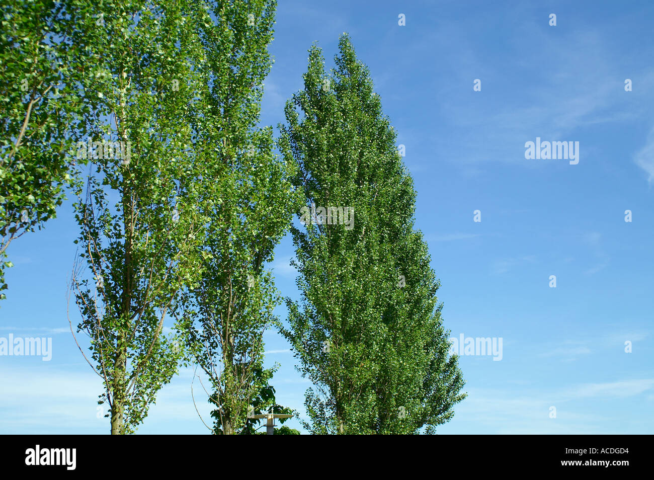 Poplar plants hi-res stock photography and images - Alamy