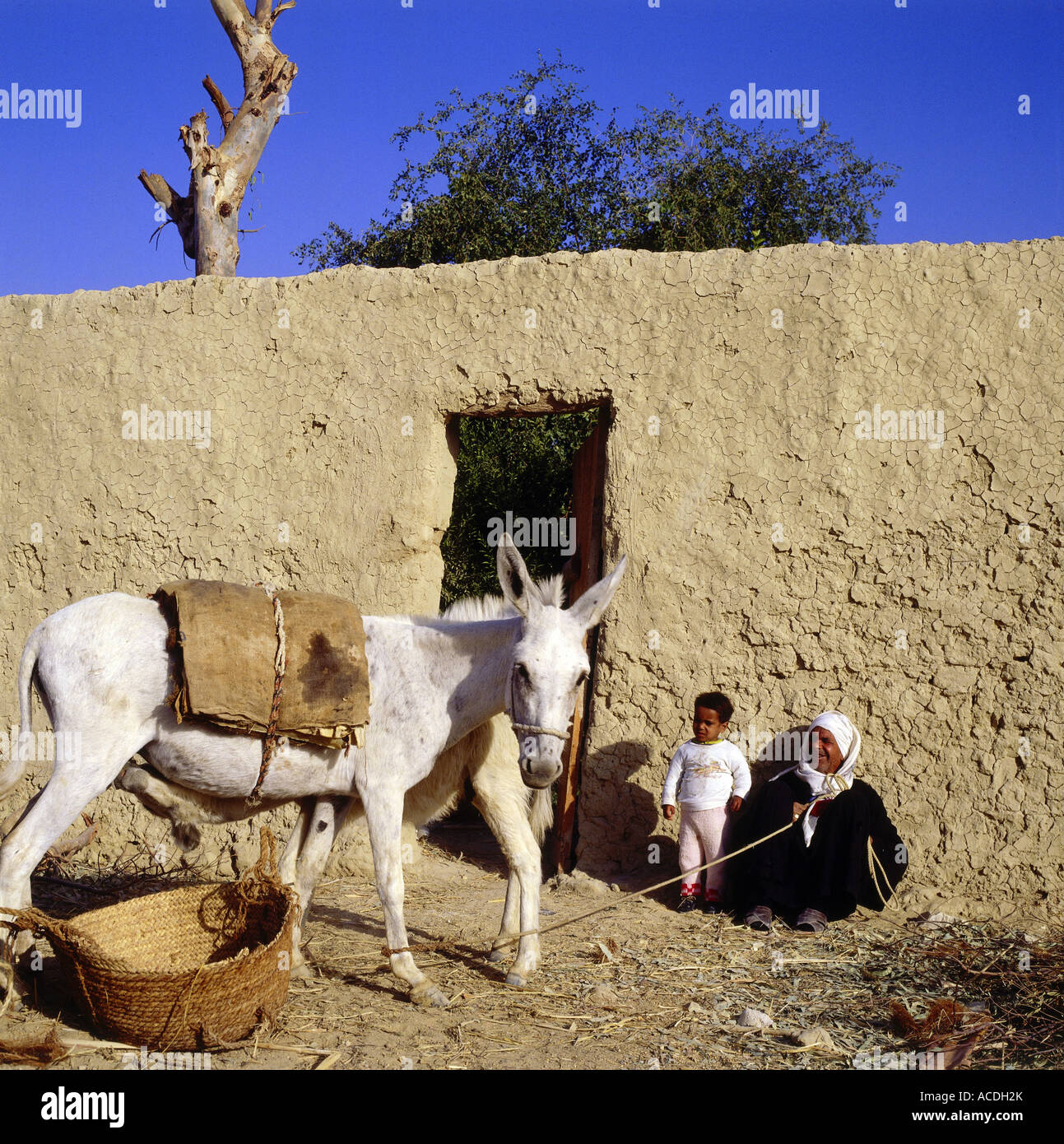 geography / travel, Egypt, people, fellah with donkey and child, Oasis ...