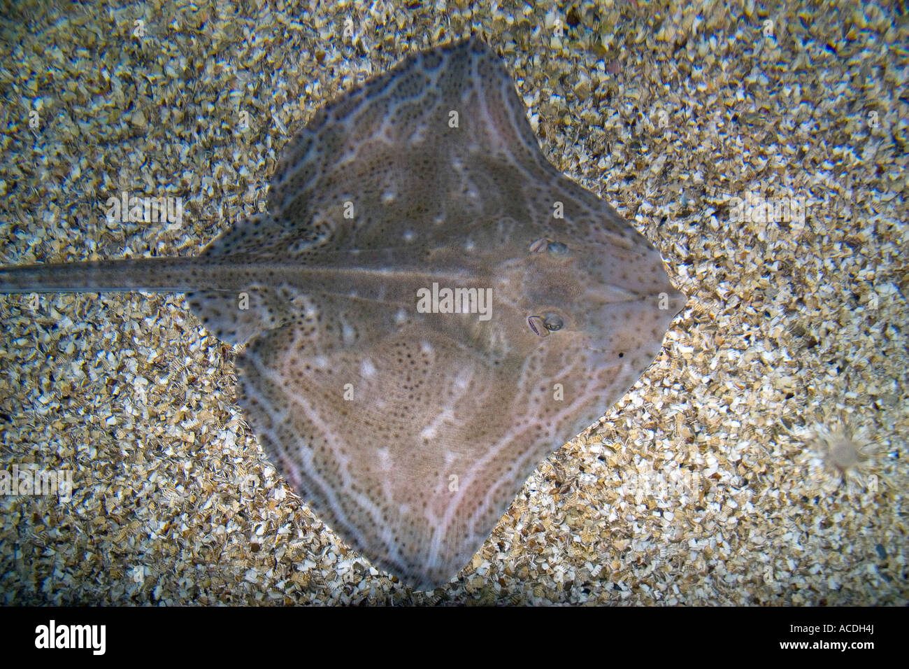 S ray hi-res stock photography and images - Alamy