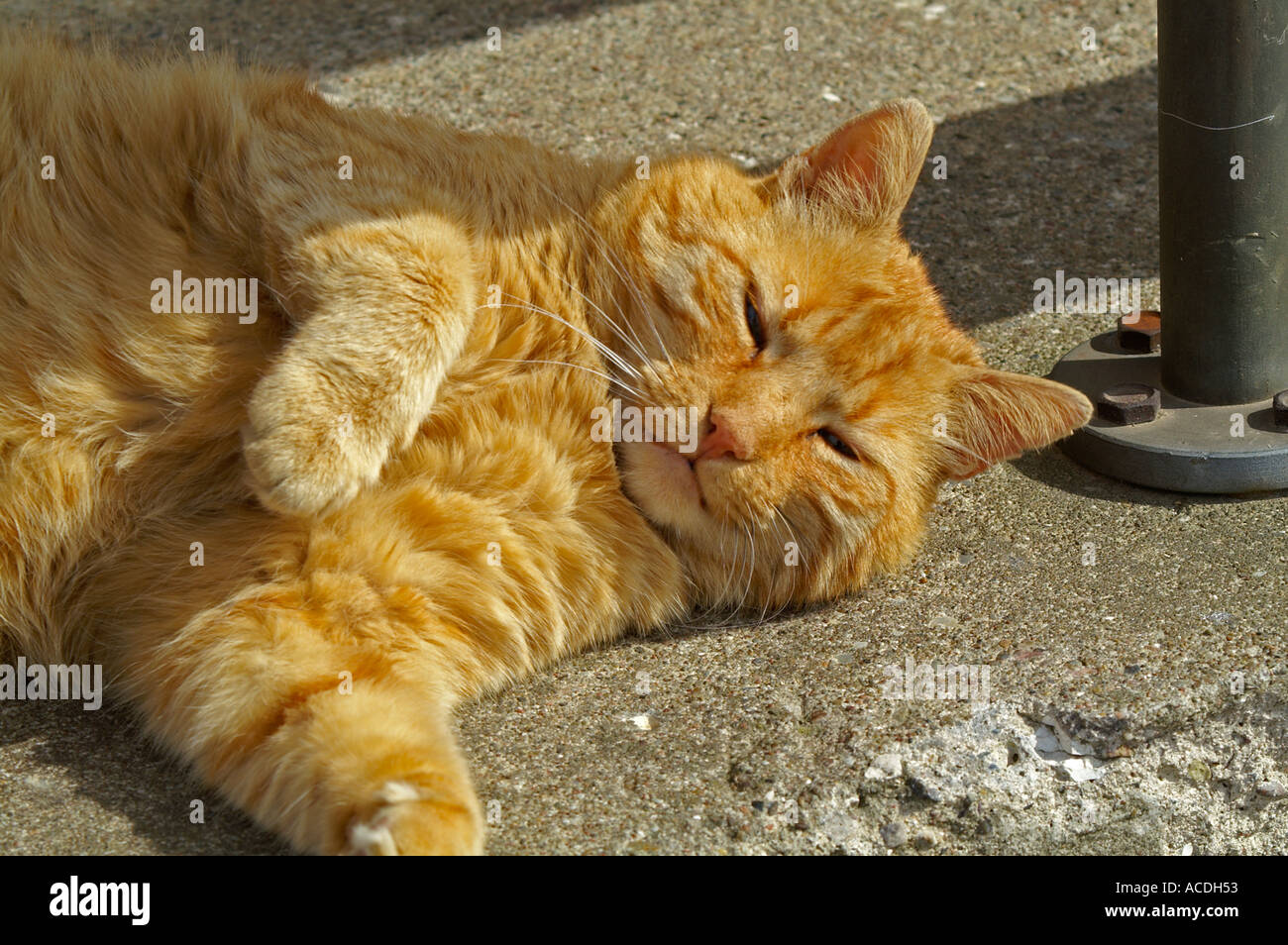 Cheeky cats hi-res stock photography and images - Alamy