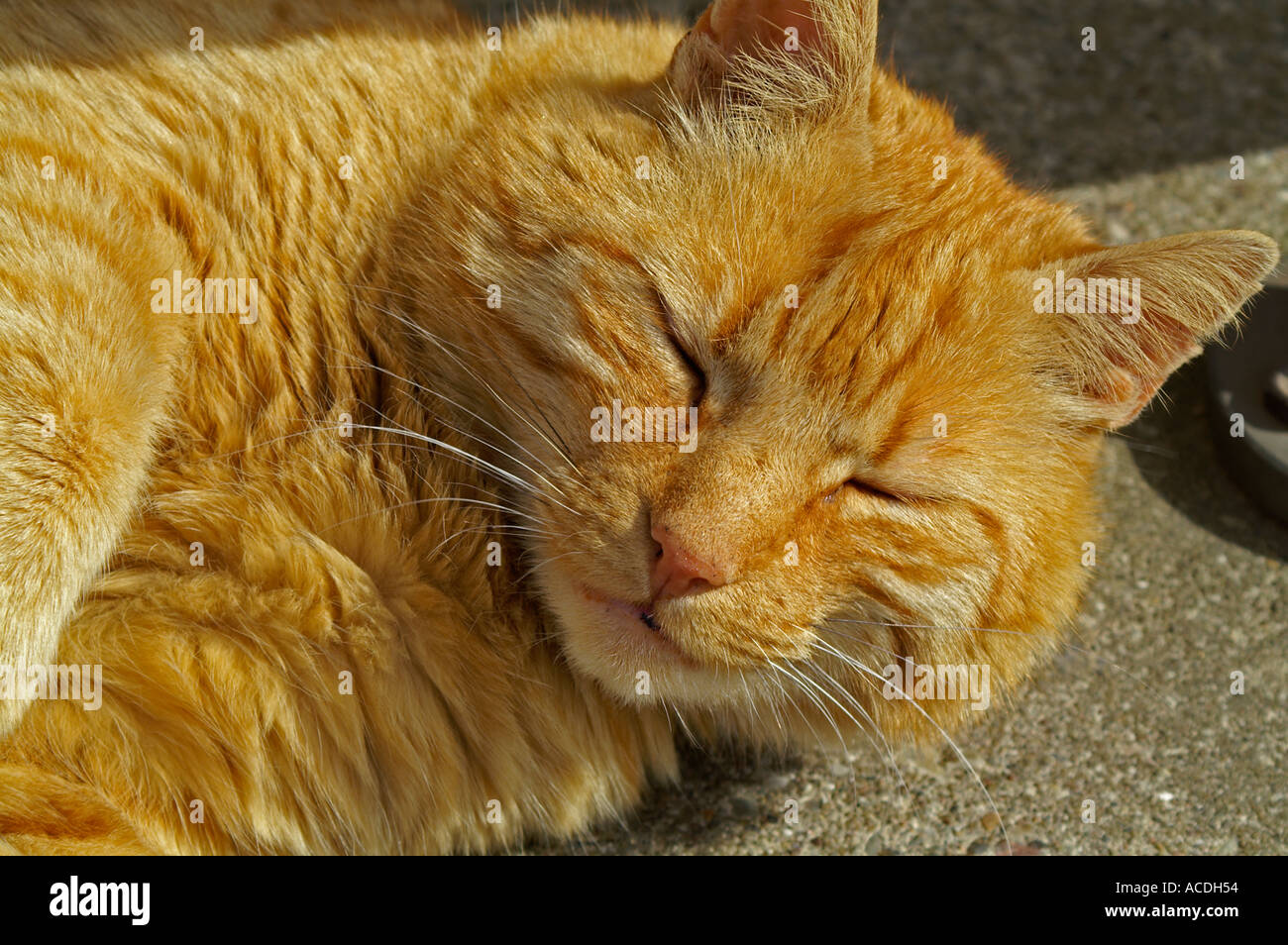 Cheeky cats hi-res stock photography and images - Alamy