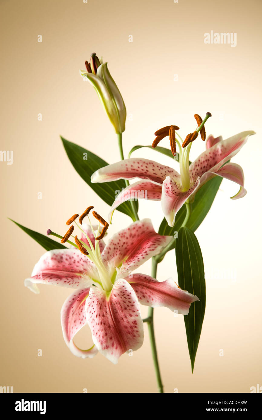 Single stargazer lily with leaf hi-res stock photography and images - Alamy