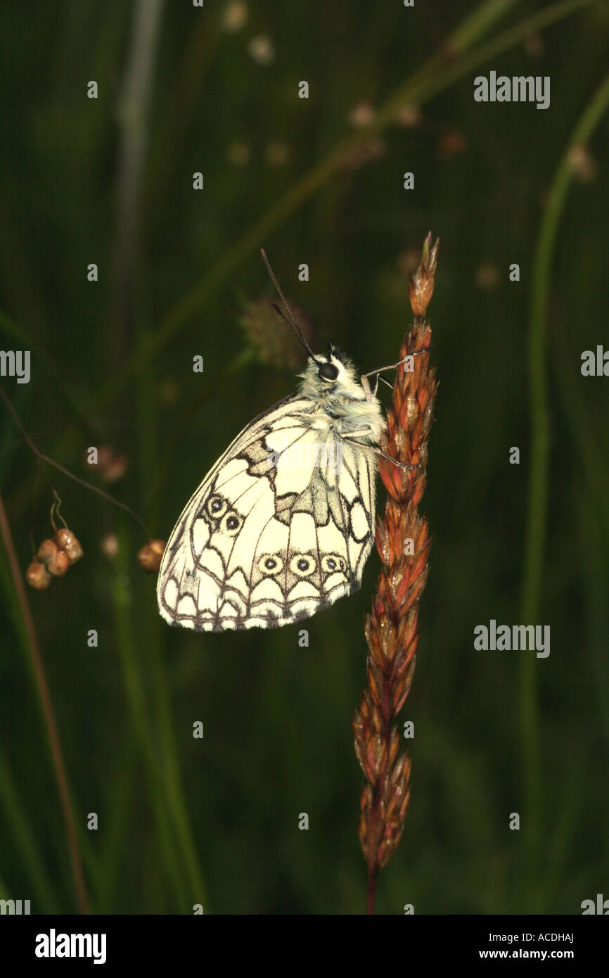 Marble white butterfly hi-res stock photography and images - Alamy