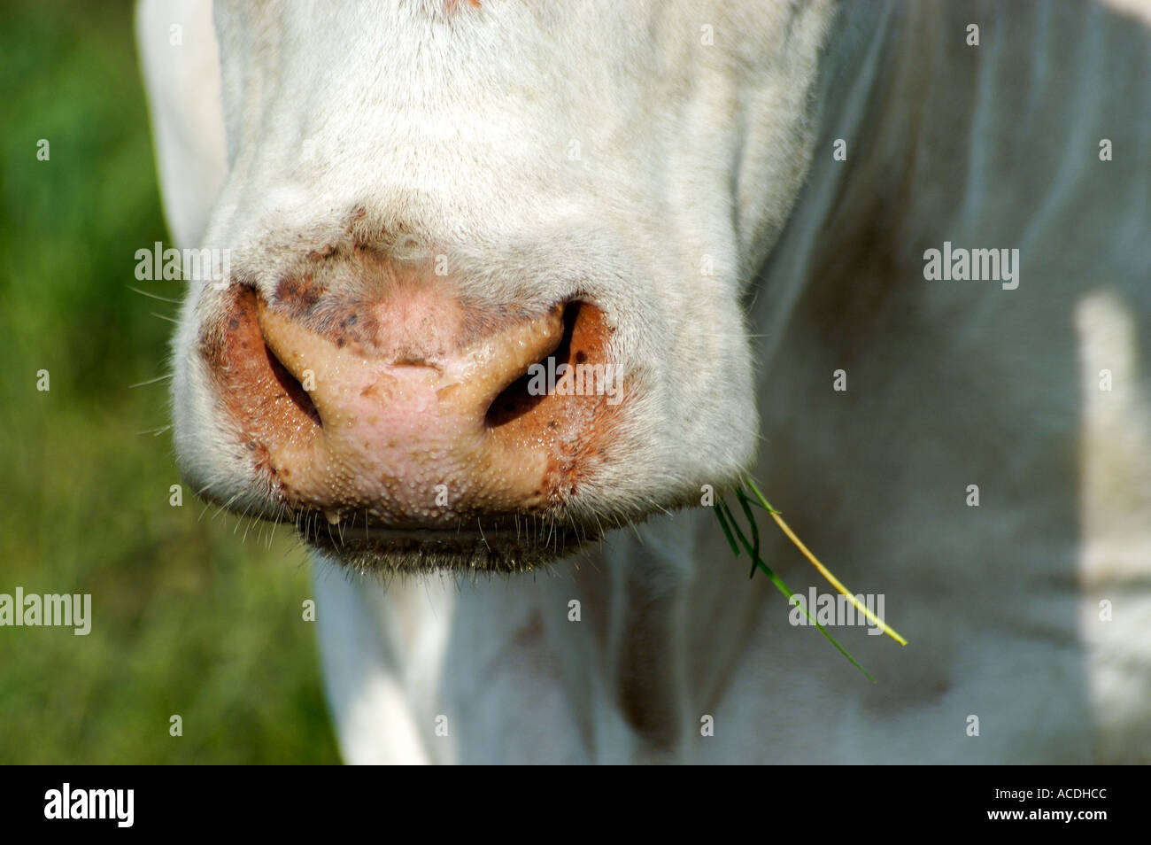 Cow lip hi-res stock photography and images - Alamy