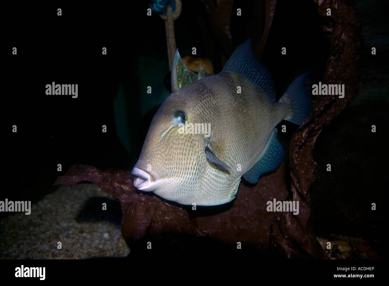 Trigger fish balistes carolienensis marine sea fish hi-res stock ...