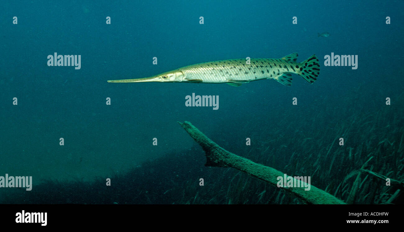 Longnose gar hi-res stock photography and images - Alamy