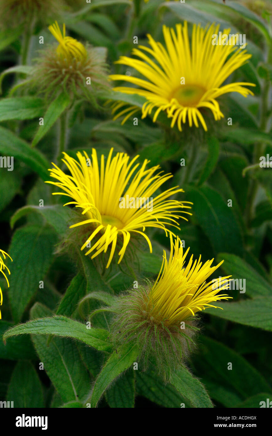 Hooker inula inula hookeri hi-res stock photography and images - Alamy