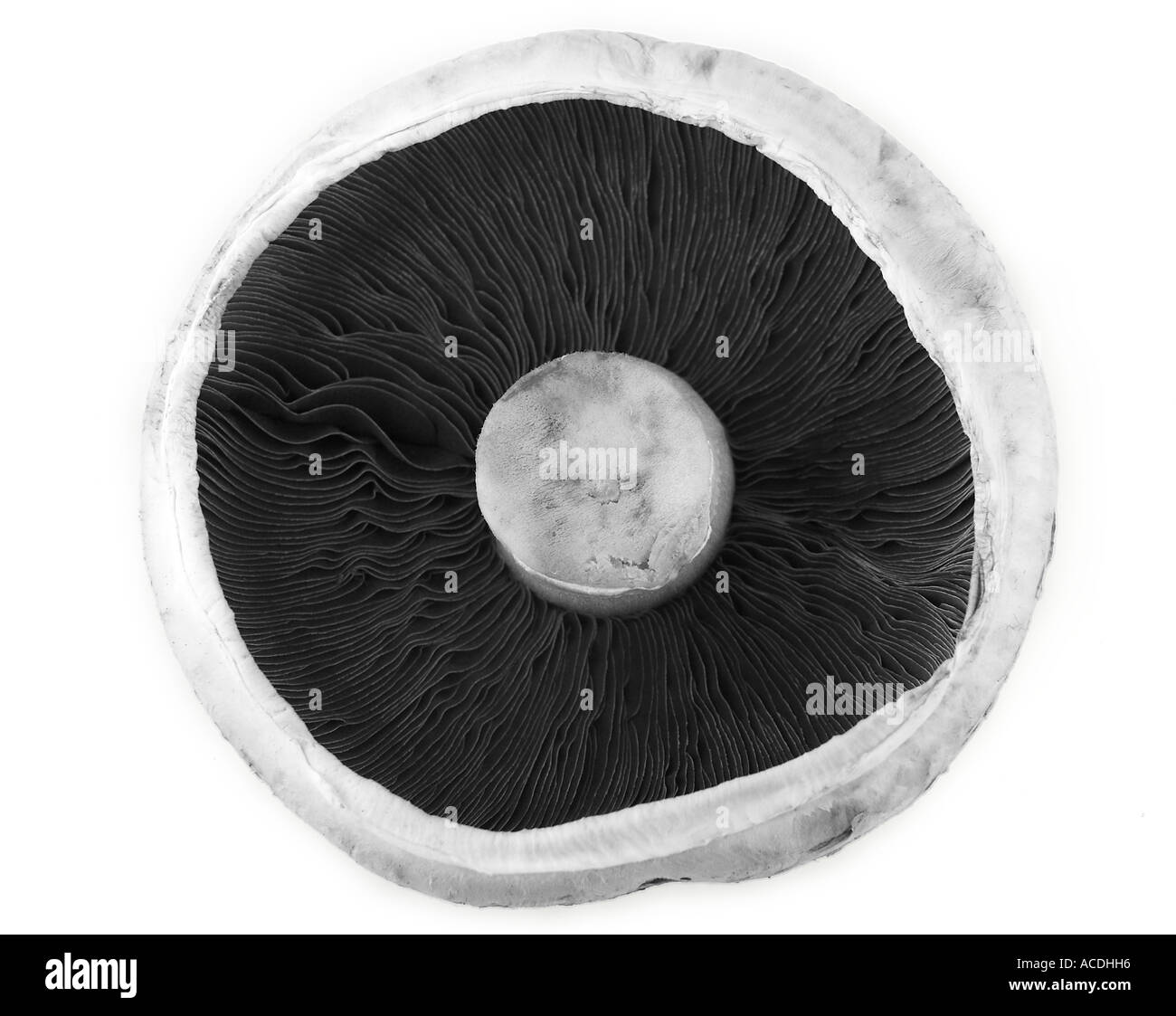 Field fungi Black and White Stock Photos & Images - Alamy