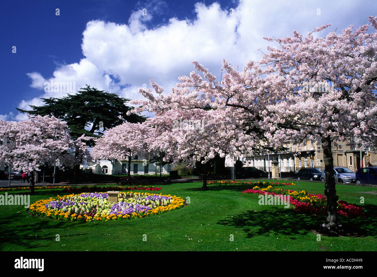Cherry Blossom trees in full flower at Berkeley Square Cheltenham ...