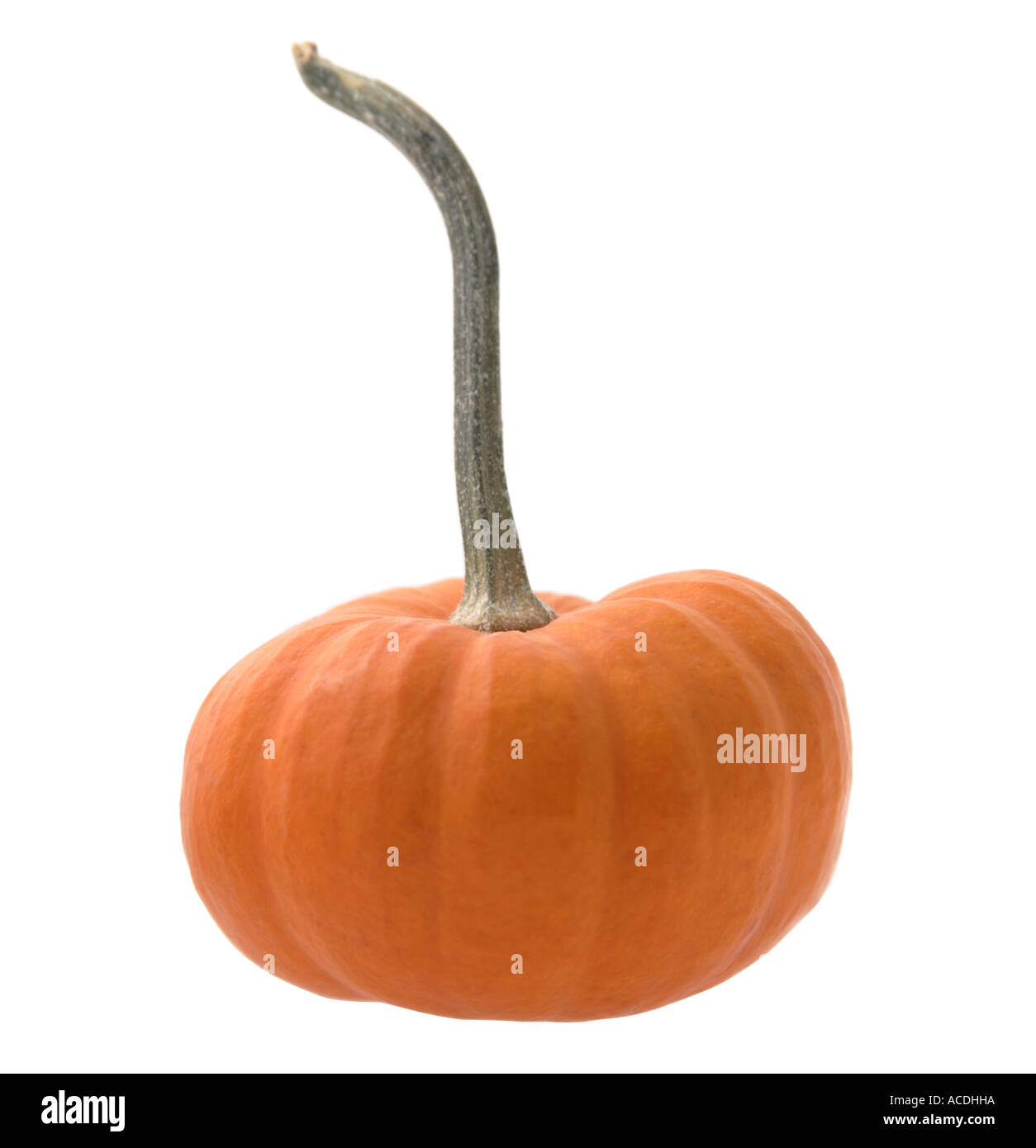 Indian farmer harvest pumpkins Cut Out Stock Images & Pictures - Alamy