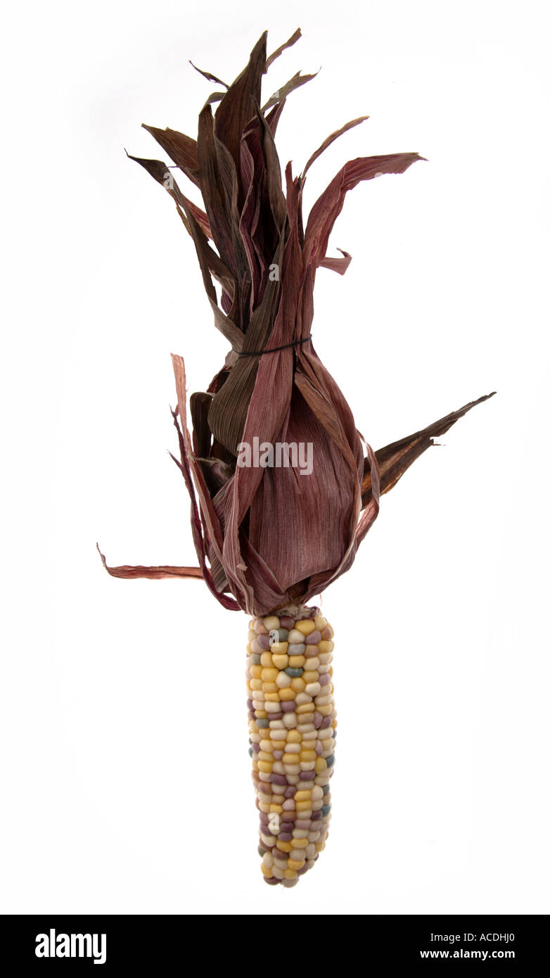 American indian corn field hi-res stock photography and images - Alamy