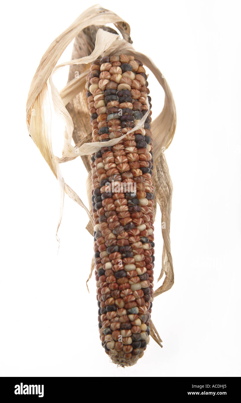 American indian corn field hi-res stock photography and images - Alamy