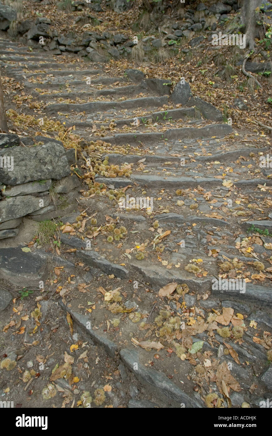 Stone steps of path through the chestnut woods of Savogno, Sondrio ...