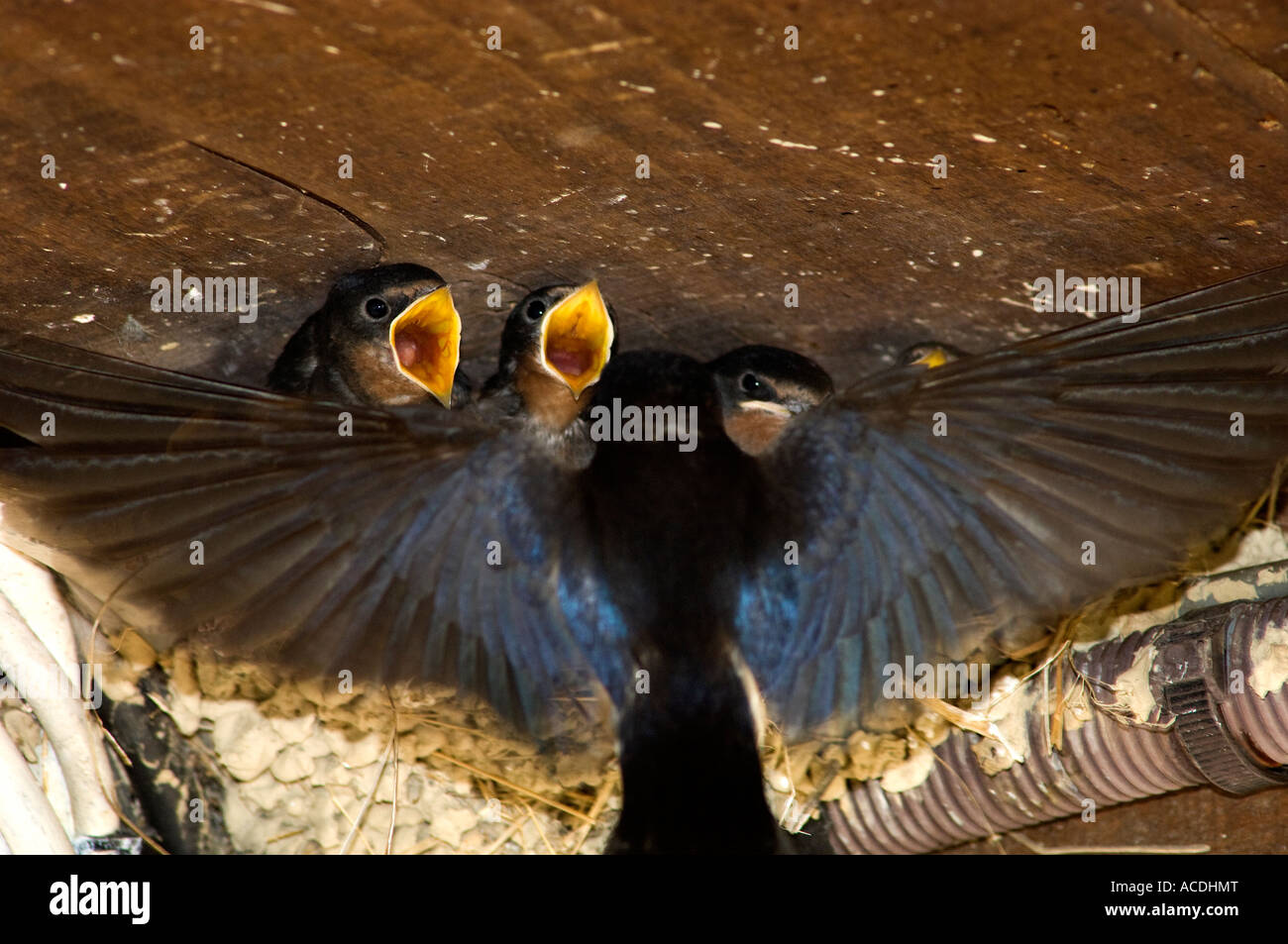 Mouth and baby bird hi-res stock photography and images - Alamy