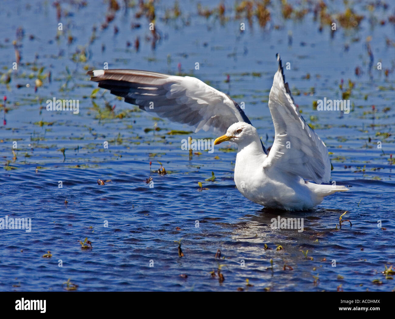Black-back gull washing Stock Photo - Alamy