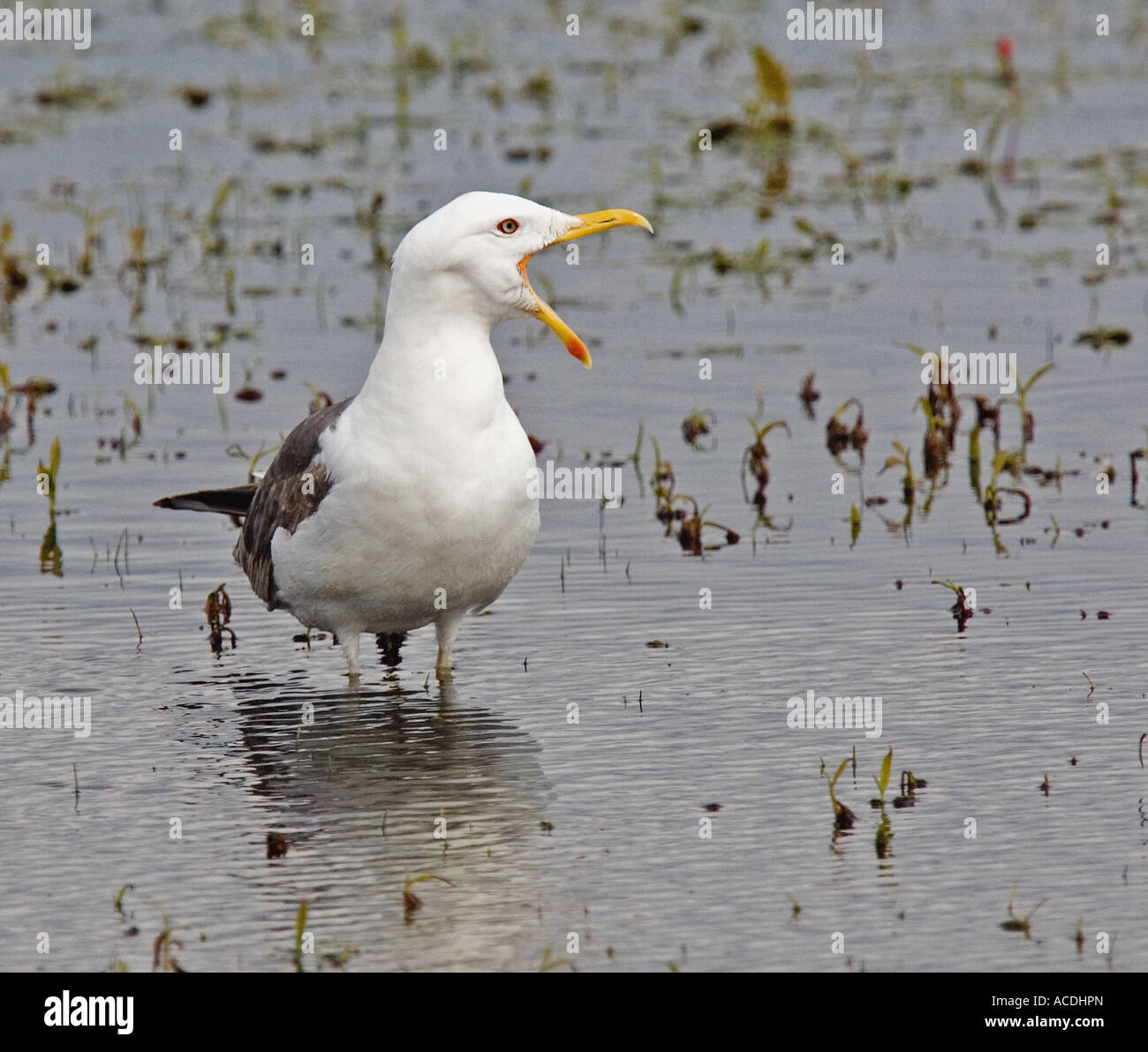 Black-Back gull yawning Stock Photo - Alamy