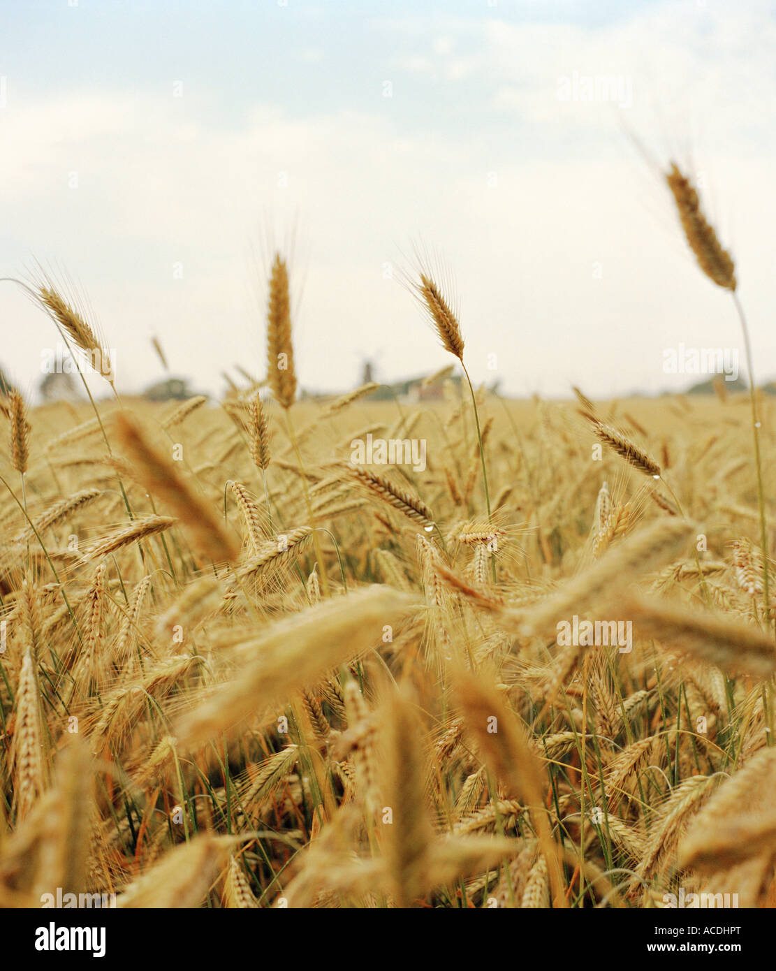 A field of grain Stock Photo - Alamy