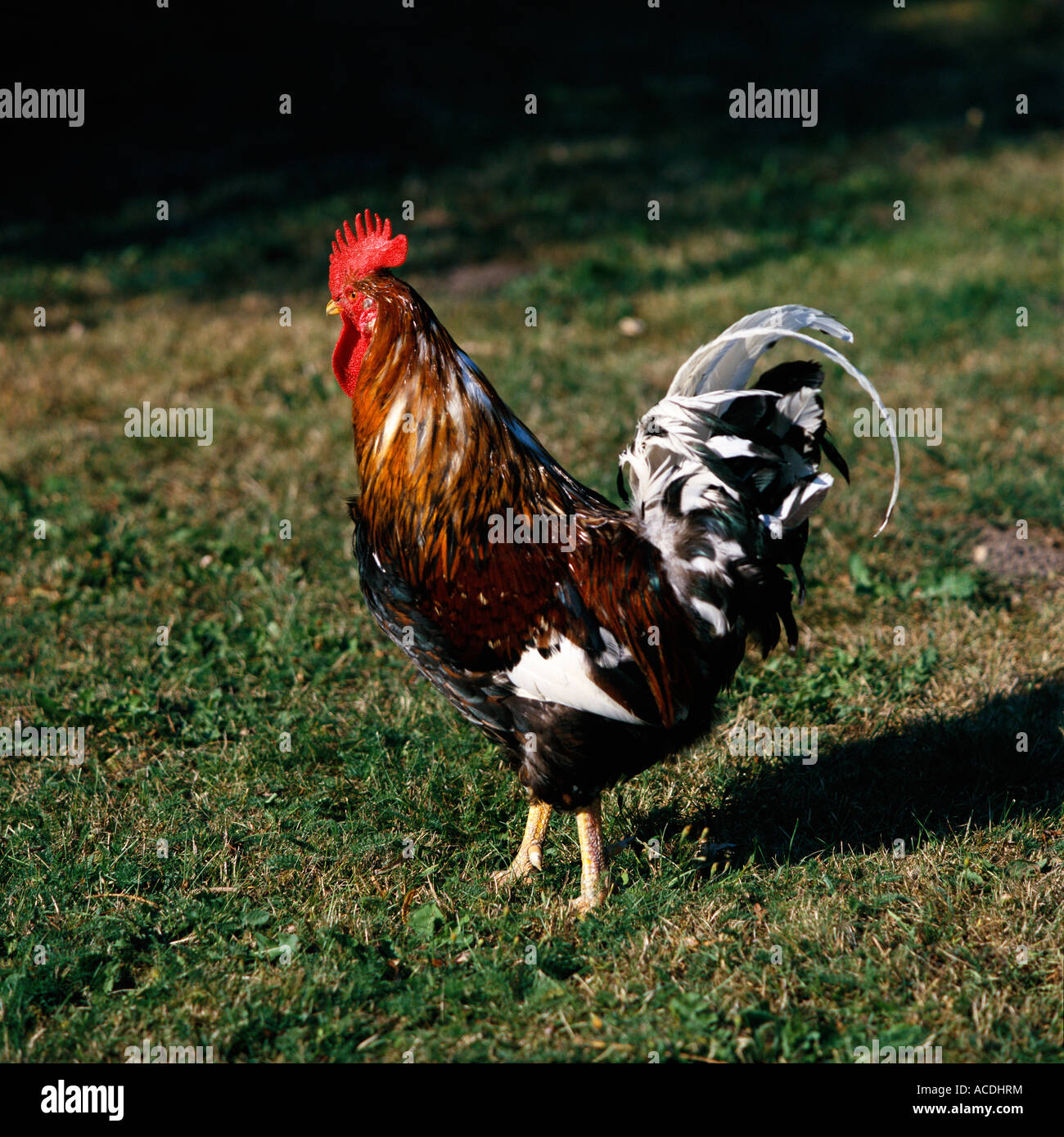 Rooster on a lawn hi-res stock photography and images - Alamy