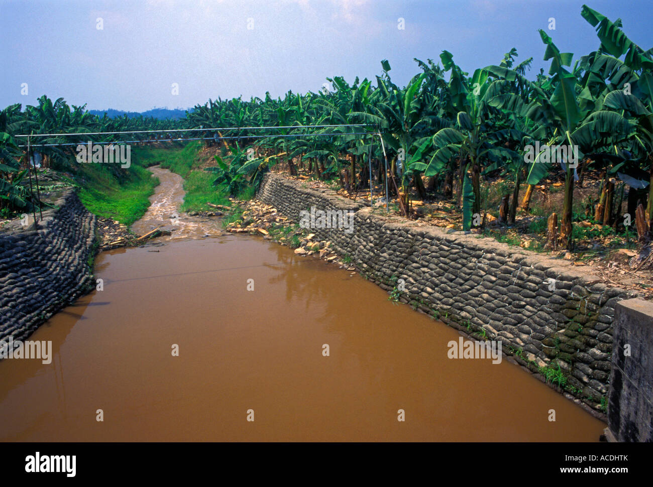 Guatemala izabal banana plantation hi-res stock photography and images ...