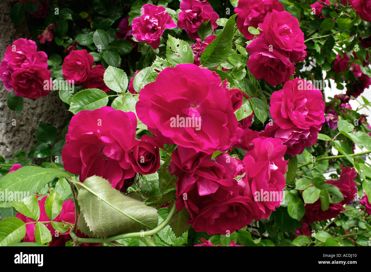 Red rose pink flowers hi-res stock photography and images - Alamy