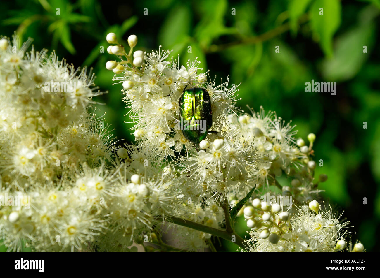 Rowan Ash Sorbus aucuparia Blüte Eberesche with beetle Stock Photo - Alamy
