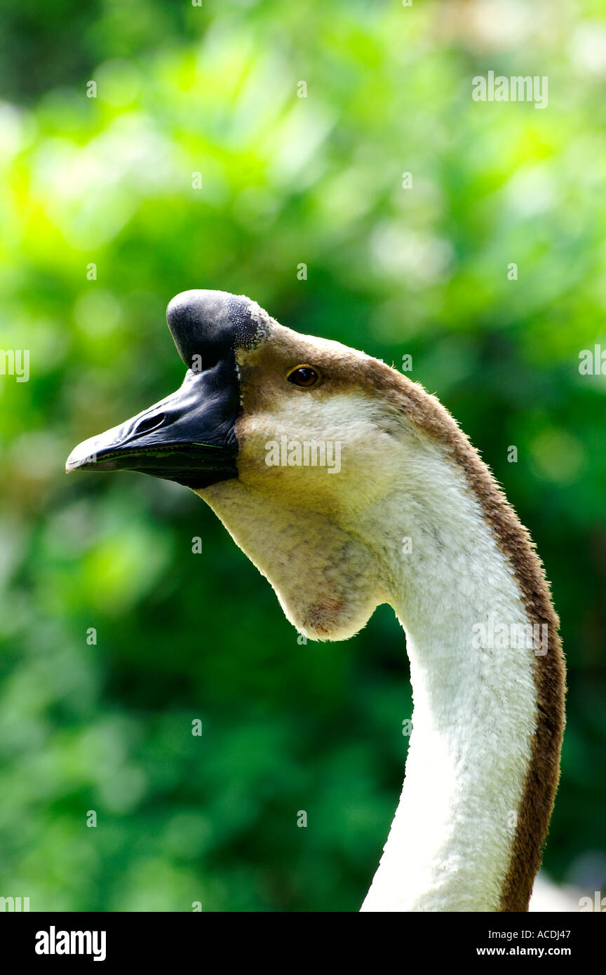 Animals knob goose hi-res stock photography and images - Alamy
