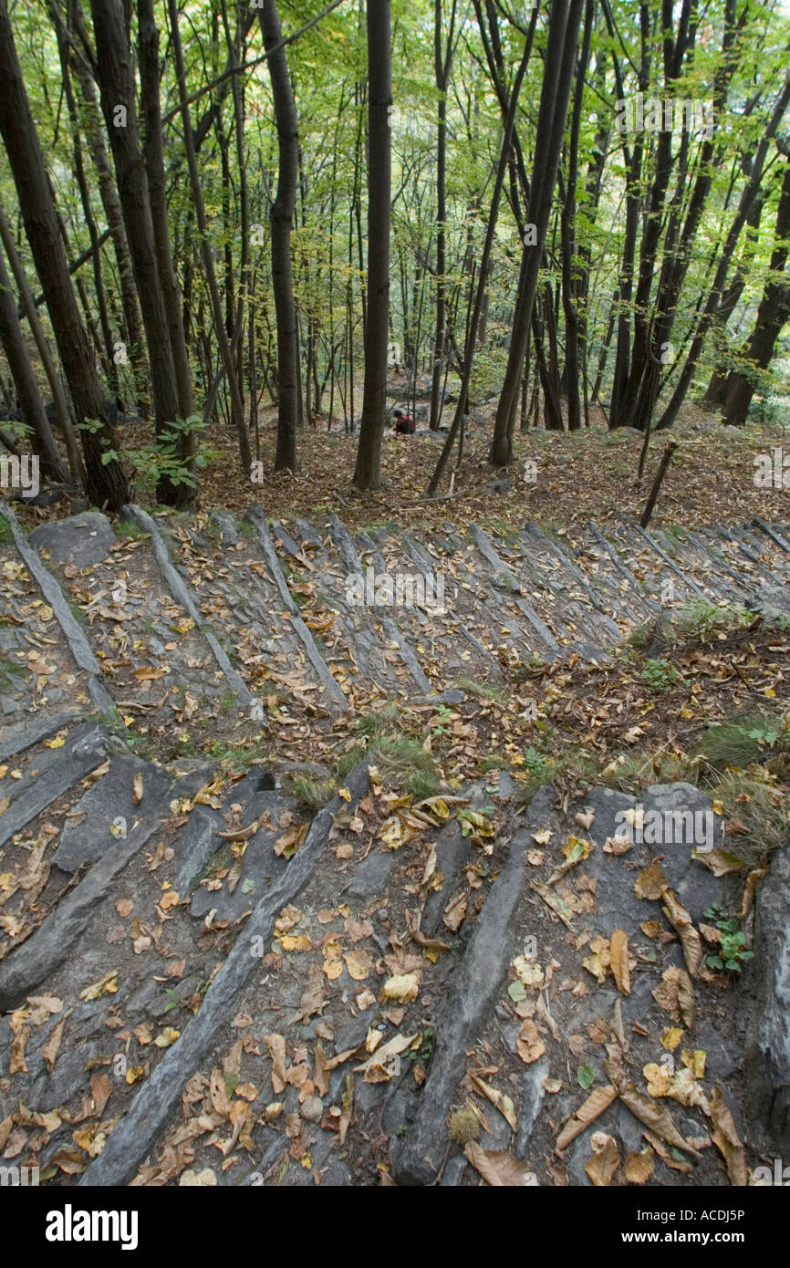 Steps of path through the chestnut woods of Savogno, Sondrio, Italy ...